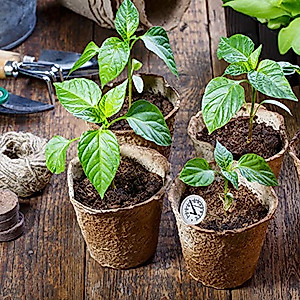 REOTEMP K82-3 Soil Thermometer, 7 Inch Stem, Waterproof, for Seeding and Transplanting Garden Temperature Measurement, 0-220 Fahrenheit