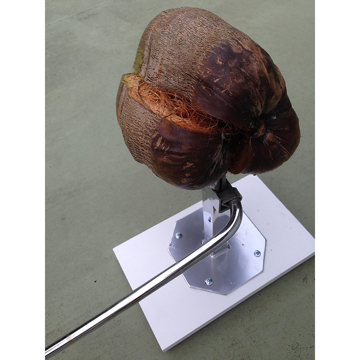 Gitachi EASY Coconut Husk opener 17 inch Tall- Stainless