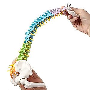 MIIRR Mini Color Spine Anatomy Model, 16.5" Human Spine Model with Spinal Nerves, Intervertebral Discs, Pelvis Model, Great for Learning, Teaching, Displaying
