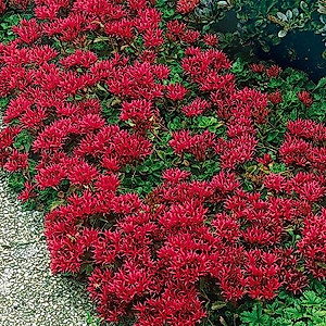 Outsidepride Perennial Sedum Summer Glory Heat & Drought Tolerant, Succulent, Stonecrop Ground Cover Plants - 1000 Seeds