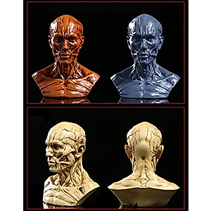 DenFactory Human 10cm Muscle Skeleton Head Model Muscle Head Skull Anatomy Sculpture Art Sketch Learning Supplies (Amber White Resin)