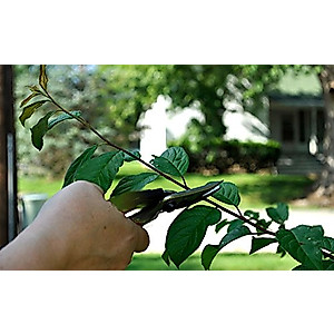 Edward Tools Pruning Snips Set (2) - Floral Scissors and Bypass pruners - Precise pruning flowers, fruit trees, bonsai, grapes - Carbon Steel blades - Safety lock design