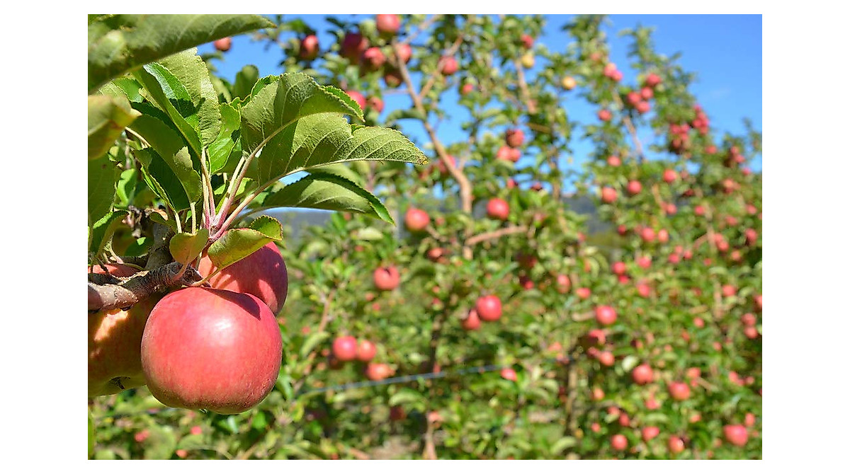 Fuji Apple Tree - Grow Delicious Fresh Fruit Home