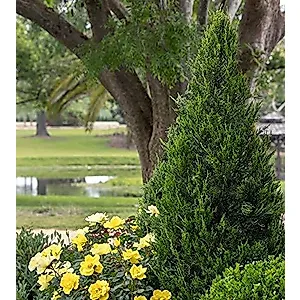 Hetzi Juniper | 3 Live Gallon Size Trees | Juniperus Chinensis | Drought Tolerant Cold Hardy Evergreen Privacy Screening Plants