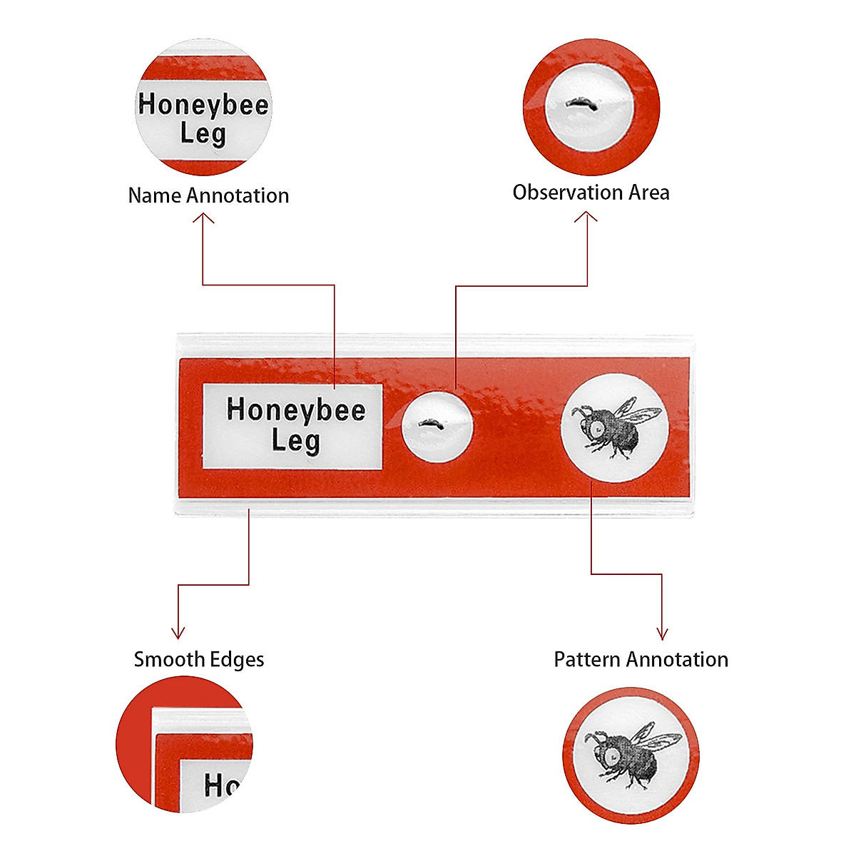 Microscope Sample Prepared Slides 48pc Kids Plastic Prepared Microscope Slides of Animals Insects Plants Flowers Sample Specimens for Stereo Kids Science Toy Educational Toy