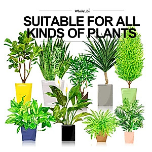 Watering Can for Indoor and Outdoor Plants 1/2 Gallon Plastic, Long Spout with Detachable Shower Spray Head, Water Can for Plants, Garden, Flower, Office(2.0L Blue) by WhaleLife