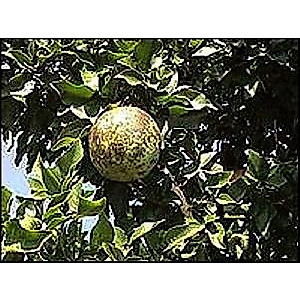 Bael Fruit Tree 8 Seeds - Aegle - Wood Apple
