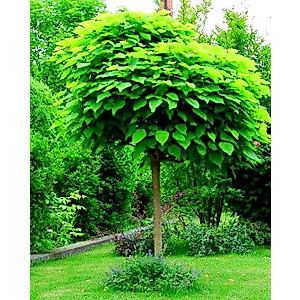 Indian Bean Tee Southern Cigar Tree Catawba Tree Catalpa Bignonioides 10 Seeds