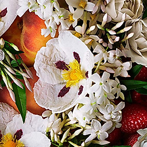 Molton Brown Jasmine & Sun Rose Eau e Toilette Spray, 3.3 Fl Oz