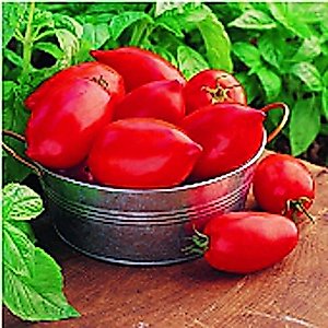 Big Mama Tomato Seeds (20+ Seeds) | Non GMO | Vegetable Fruit Herb Flower Seeds for Planting | Home Garden Greenhouse Pack
