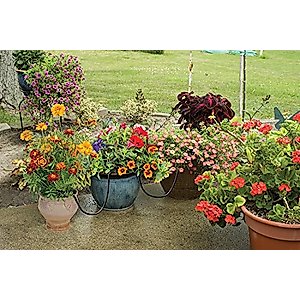 Raindrip R560DP Automatic Drip Irrigation Watering Kit with Timer for Containers and Hanging Baskets, Waters up to 20 Plants, Includes Timer with Customizable Settings and 20 PC Drippers,Black