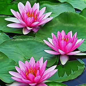 WILLBOND 12 Pieces 4 Kinds Artificial Lotus Leaves Floating Foam Ornament Lily Pads Foliage Pond Decor Water Lily Leaves for Patio Koi Fish Pond Pool Aquarium Decoration