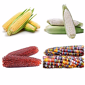 200+ Corn Seeds for Planting (4 Varieties) Glass Gem Corn, Sweet Corn, Silver Queen Corn, red Corn Non-GMO Heirloom, 90% Germination Rates Open Pollinated