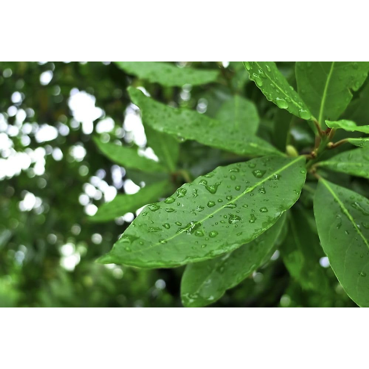 Bay Leaf Plant Live Sweet Bay Plant Tree 6 to 8 Inches Tall Planting Perennial Outdoors