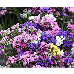 CEMEHA SEEDS - Seeds Wavyleaf Sea Lavender Statice Limonium Mix Annual Flowers for Planting