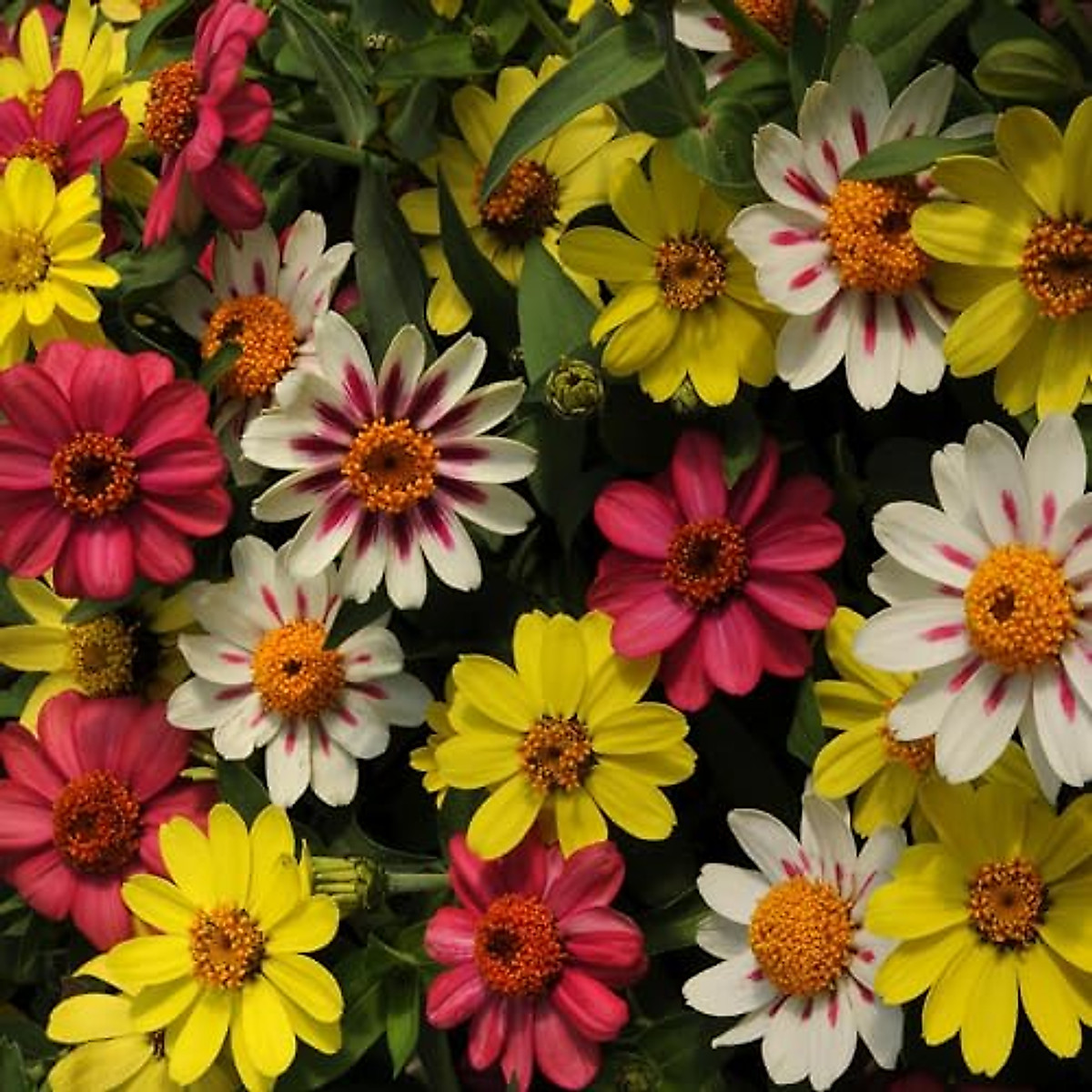Outsidepride Zinnia Zahara Raspberry Lemonade Heat & Drought Tolerant Garden Cut Flowers - 50 Seeds