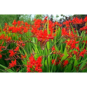 10 Red Crocosmia Lucifer Bulb Large Size, Crocosmia Corms for Planting Ornaments Perennial Garden to Grow Pots
