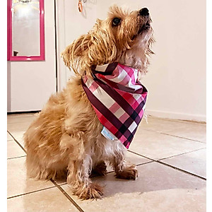 BOACQUEÑO (M Reversible Dog Bandana+Golden Rewards Premium Dog Treats Jerky 32oz