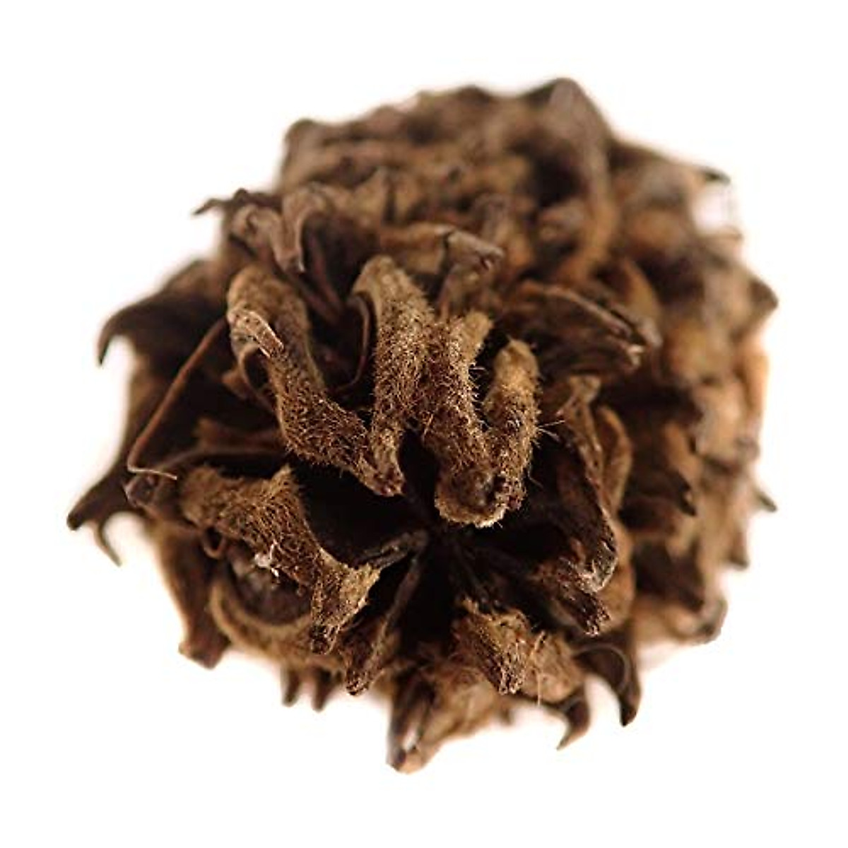 Josh's Frogs Magnolia Pods (Includes 5 Pods)