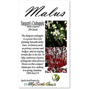 Malus sargentii (Sargent's Crabapple) Tree Seed, Fragrant White Flowers, Small, Dark red, Persistent Fruits, You Choose The Quantity (1 Pack)