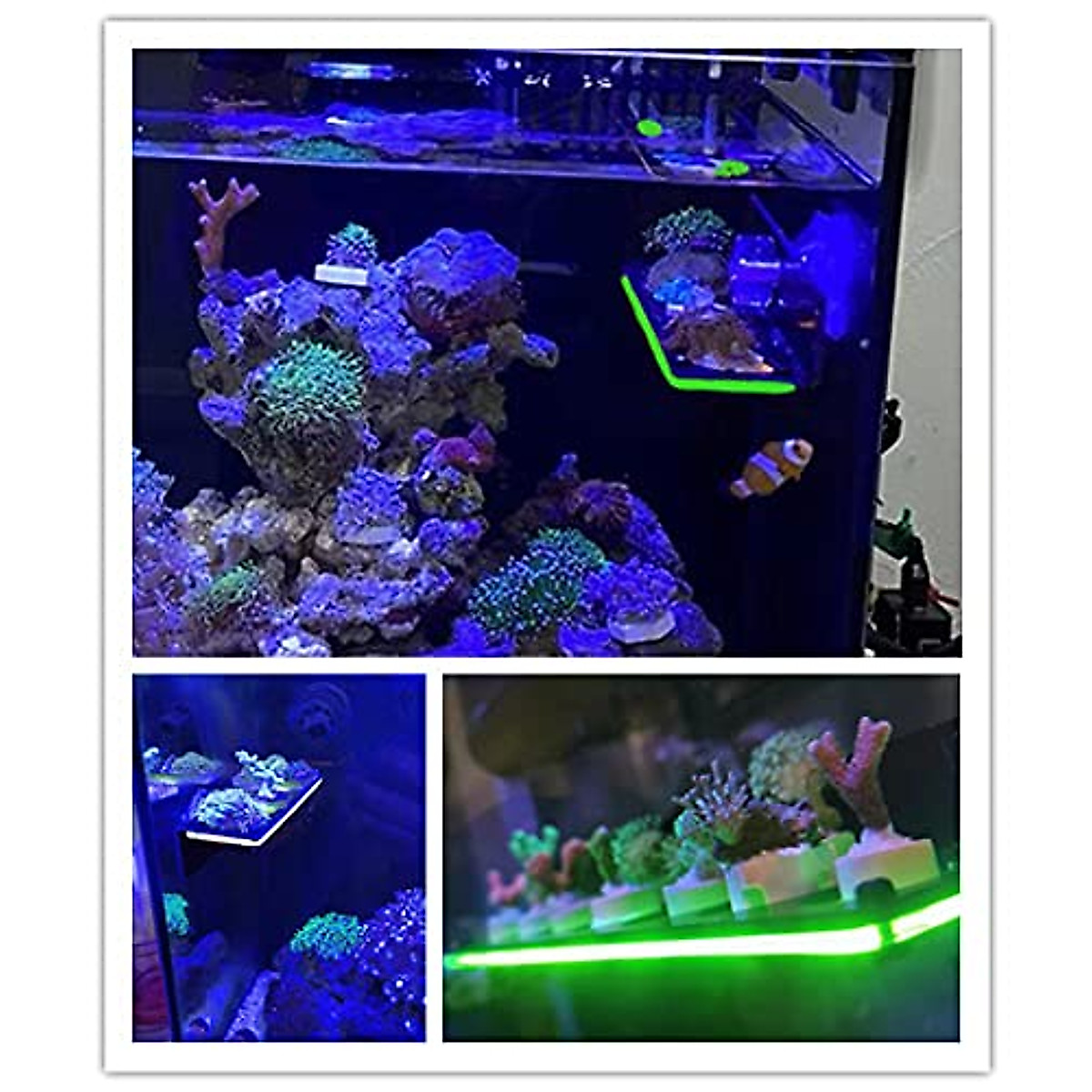 Coral Frag Holder Acrylic Coral Rack with Powerful Double Suction Cup and Placstic Screws Suitable for Household Fish Tanks (2pcs 3 Plug Hole,Fluorescent Green and Orange)
