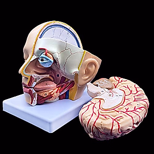 XINDAM Human Head Anatomical Model 4-Part Life-Size Head Brain Cross Section Anatomy for Science Classroom Education Study Teaching Display