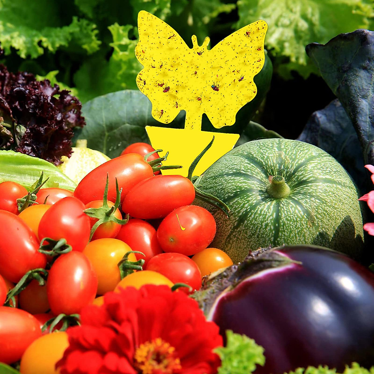 ALLRoad 24 pcs Fruit Fly Trap, Gnat Killer Dual-Sided Yellow Sticky Traps for Kitchen Indoor/Outdoor Use - Insect Catcher for White Flies, Mosquitos, Flying Insects, Fungus Gnats