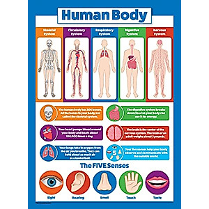 Palace Learning 3 Pack - Multiplication Tables Poster + Division + Human Body Chart for Kids (LAMINATED, 18" x 24")