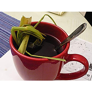 Lemongrass Rootstalk (Cymbopogon Citratus) 2 Live Plants