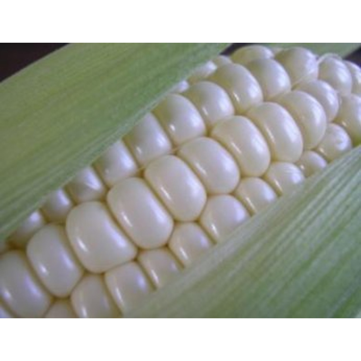 "Silver Queen" Corn Seeds for Planting, 50+ Heirloom Seeds Per Packet, (Isla's Garden Seeds), Non GMO Seeds, Botanical Name: Zea mays