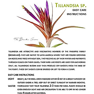 4 Live Air Plants, Hand Selected Assorted Variety of Species, Tropical Houseplants for Home Décor and DIY Terrariums (4-Pack)