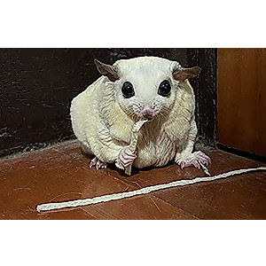 PETIVORE Premium Large Pack Fish Stick for Sugar Glider - Made with Real Fish - Hamster, Squirrel, Chinchillas, Marmoset, Small Exotic Animal Pet Treats, Snacks and Food (120g)