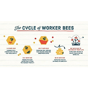 Local Hive Clover Honey Blend 16oz