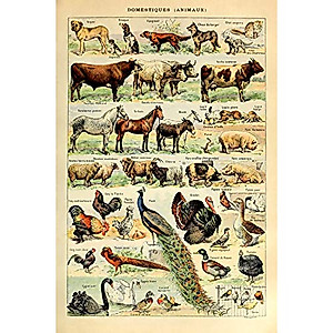 Meishe Art Poster Print Vintage Biology Botanical Science Wall Decor Sea Creature Animals Seashell Fish Marine Life Vegetables Birds Feather Butterflies Breeds Species Identification Set of 6pcs