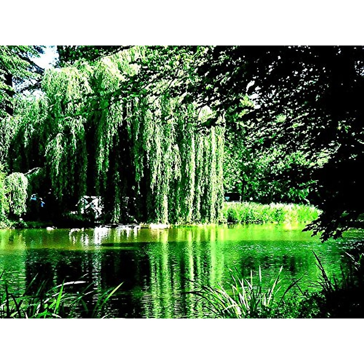 Willow Tree Bundle - 10 Fast Growing Aussie Willow Trees + 4 Weeping Willow Trees + 2 Corkscrew Willow Tree - Ready to Plant - Indoor/Outdoor Live Tree Plants - Fast Privacy and Unique Look all in One
