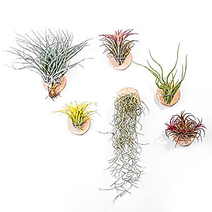 MITIME Air Plants Holders-Real Wood Live Air Plant Holders.Rustic Air Plant Stand,Wall-mounted to save space.(Plants not included)(Set of 6)