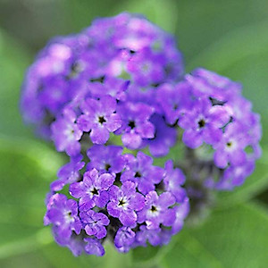 Paul Sebastian Women's Perfume, Fragrance by Paul Sebastian, Day or Night Scent, Eau de Parfum, CASUAL, 4 Fl Oz