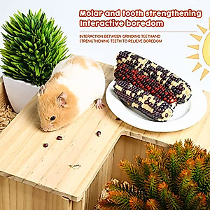 X-pet Hamster Treats and Chinchilla Chew Toys, 100% Natural Corn Suitable for Guinea Pig, Parrot,Bird and Other Small Animals