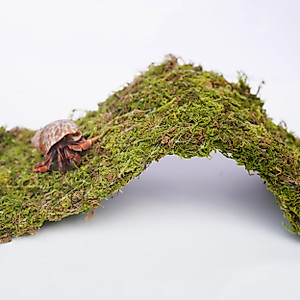 Begeterday Hermit Crab Climbing Toys, 13.5 inch Bendable Climbing Bridge, Ideal Hermit Crab Supplies for 10 Gallon Hermit Crab Tank