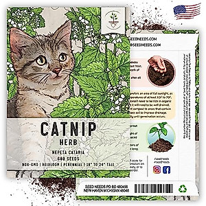 Seed Needs, Catnip Herb Seeds for Planting (Nepeta cataria) Heirloom, Non-GMO & Untreated (1 Pack)