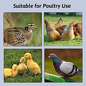 2PCS Pigeon Feeder, Bird Dispenser Slot Container, Poultry Plastic Thick Trough Dish Less Waste with Removable Steel Wire Partition for Pigeons Quails Birds Chicks Ducklings