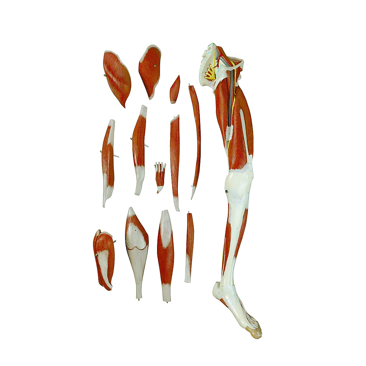Jackson Global JS00098 Muscles of The Human Leg, 13 Parts | 64 Identifiable Structures