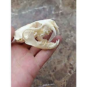 HOT 1/2/3/5/10 pcs Real Animal Skull Specimen Taxidermy Cleaned Skull Collection Fox, cat, Mink, Crocodile, Dog, Raccoon, Snake, Rabbit, Goat ，Muskrat，Nutria，Fox's paw (1pcs,Mink)