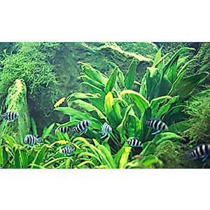 Marcus Fish Tanks - 3X Amazon Sword Echinodorus Bleheri Easy Live Aquarium Plants for Aquatic Freshwater Fish Tank