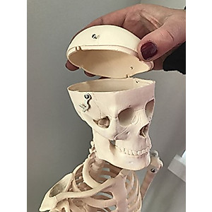 Anatomical Human Skeleton Model - 1/2 Life Sized - 85 cm with Metal Base