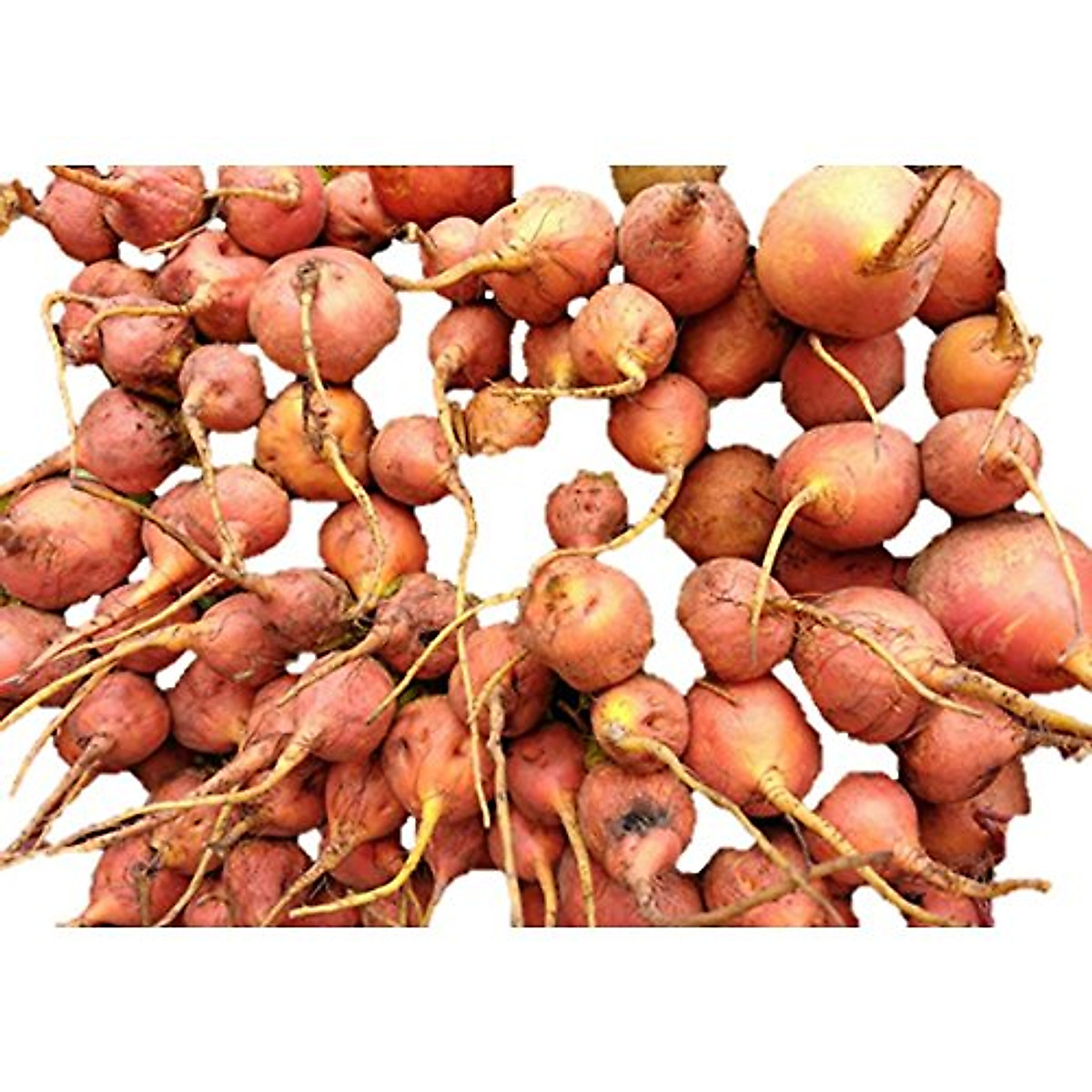 Beet Detroit Golden Seeds Easy Microgreens Sprouts or Garden Gold Heirloom #10 (120 Seeds)