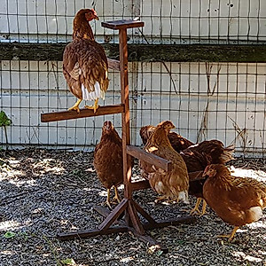 Coops & Feathers Roosting Perch-A Perfect Bird's Eye View (Small)