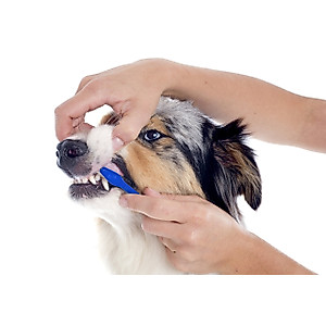 Dog Toothbrush Set