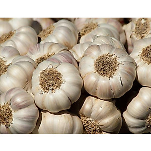 4 Early Italian Softneck Garlic Tubers Outdoors, Planting Ornaments Garden Perennials Simple to Grow Pots Gift