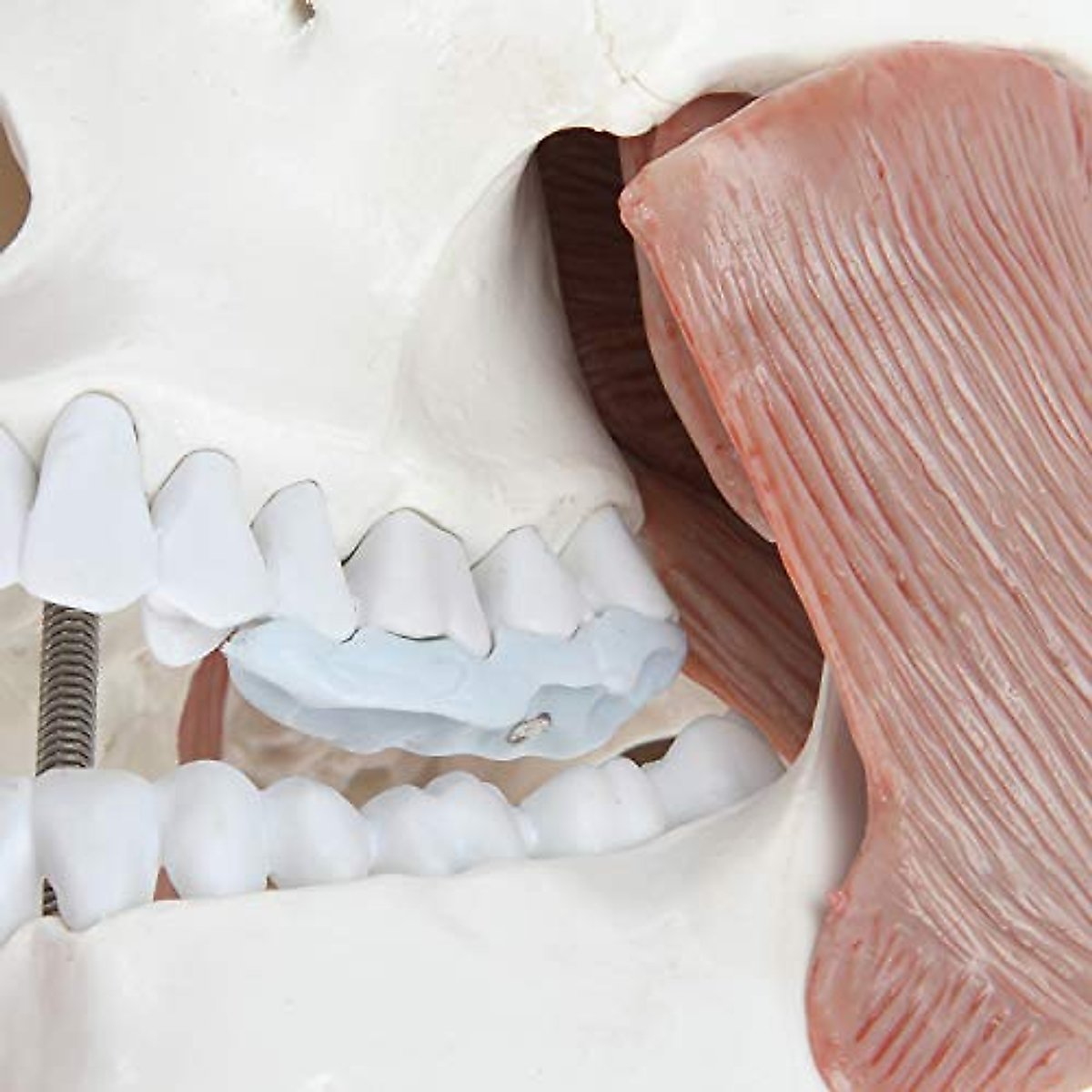 Axis Scientific 3-Part Human Skull Model with Masticatory Muscles, Life Size Skull Cast from Real Human Bones Shows Range of Motion of Jaw